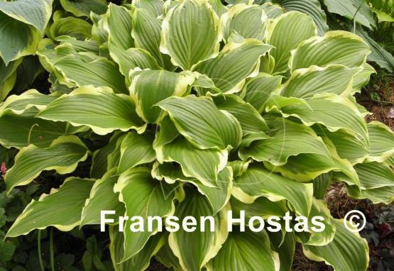 Hosta Happy Valley - Fransen Hostas